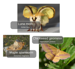 Homepage - The Wisconsin Moths Field Guide