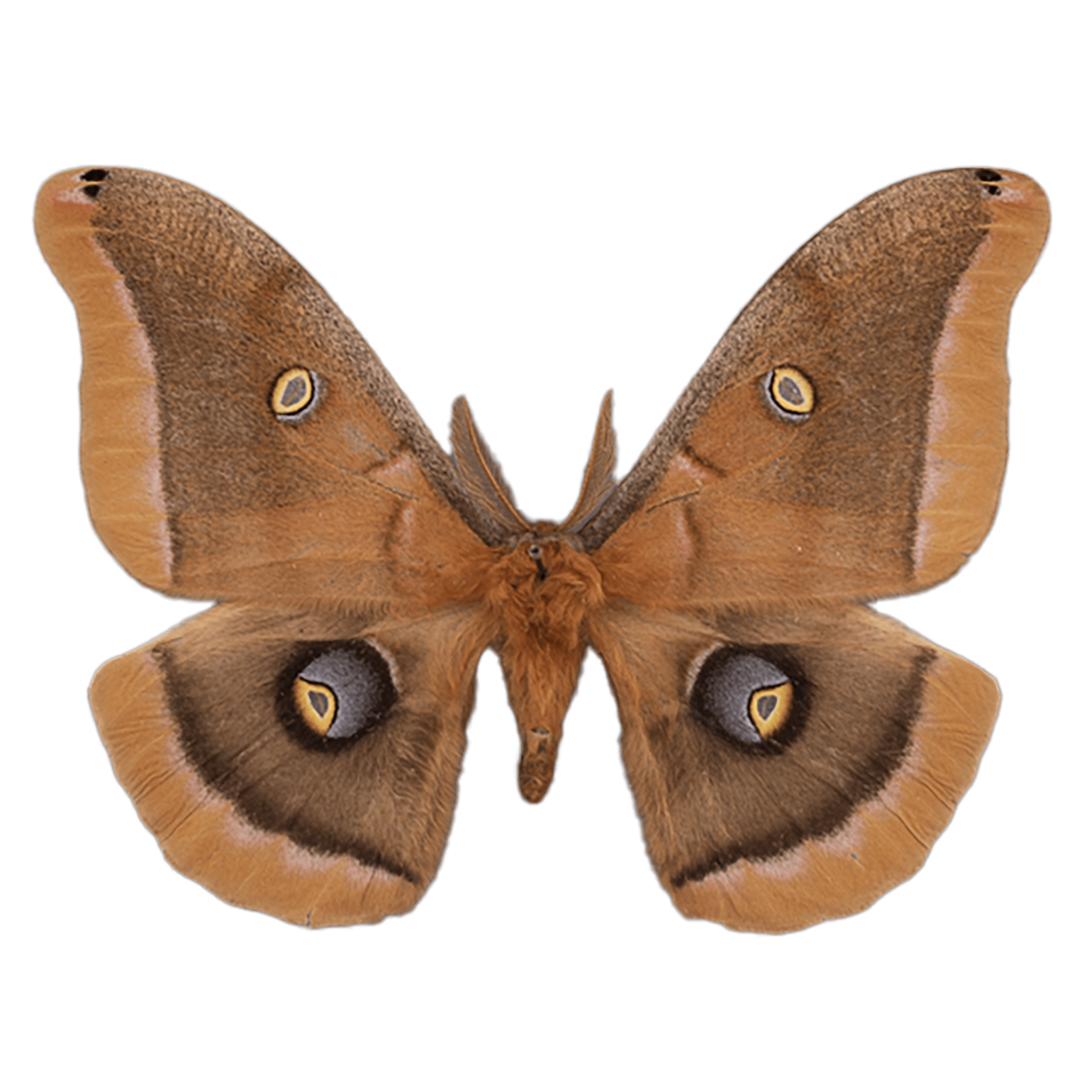 Luna Moth - The Wisconsin Moths Field Guide