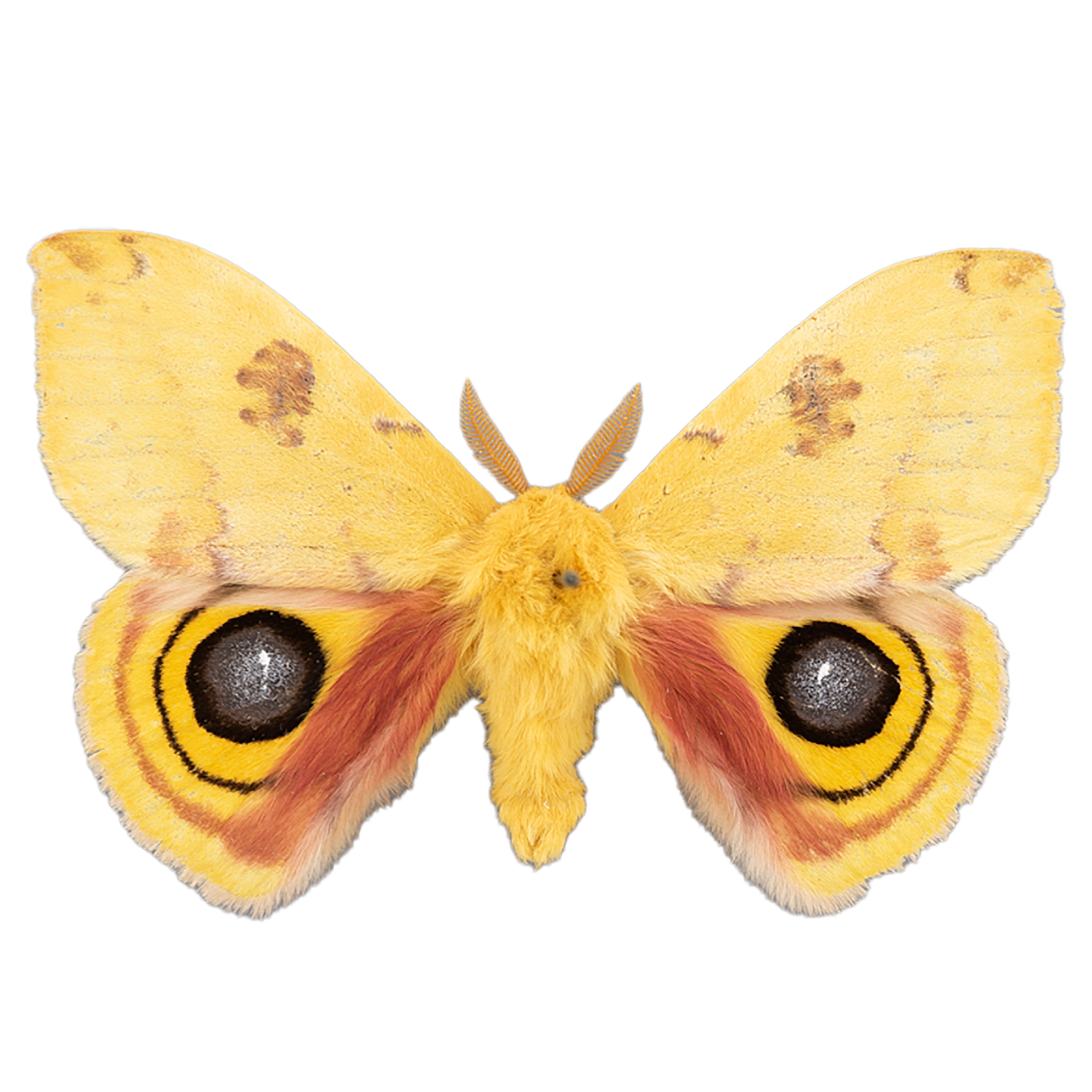 Polyphemus Moth - The Wisconsin Moths Field Guide