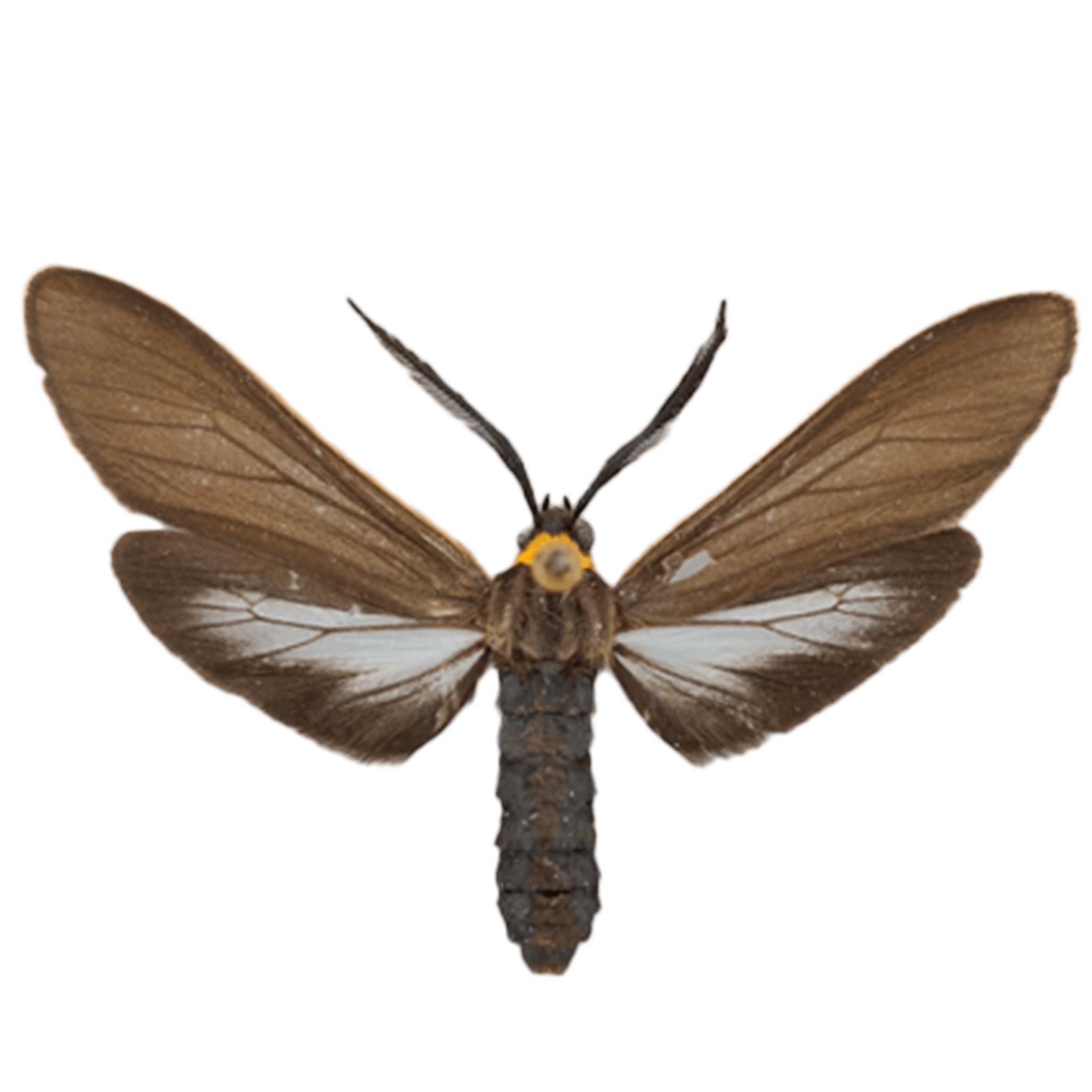 Virginia Ctenucha - The Wisconsin Moths Field Guide