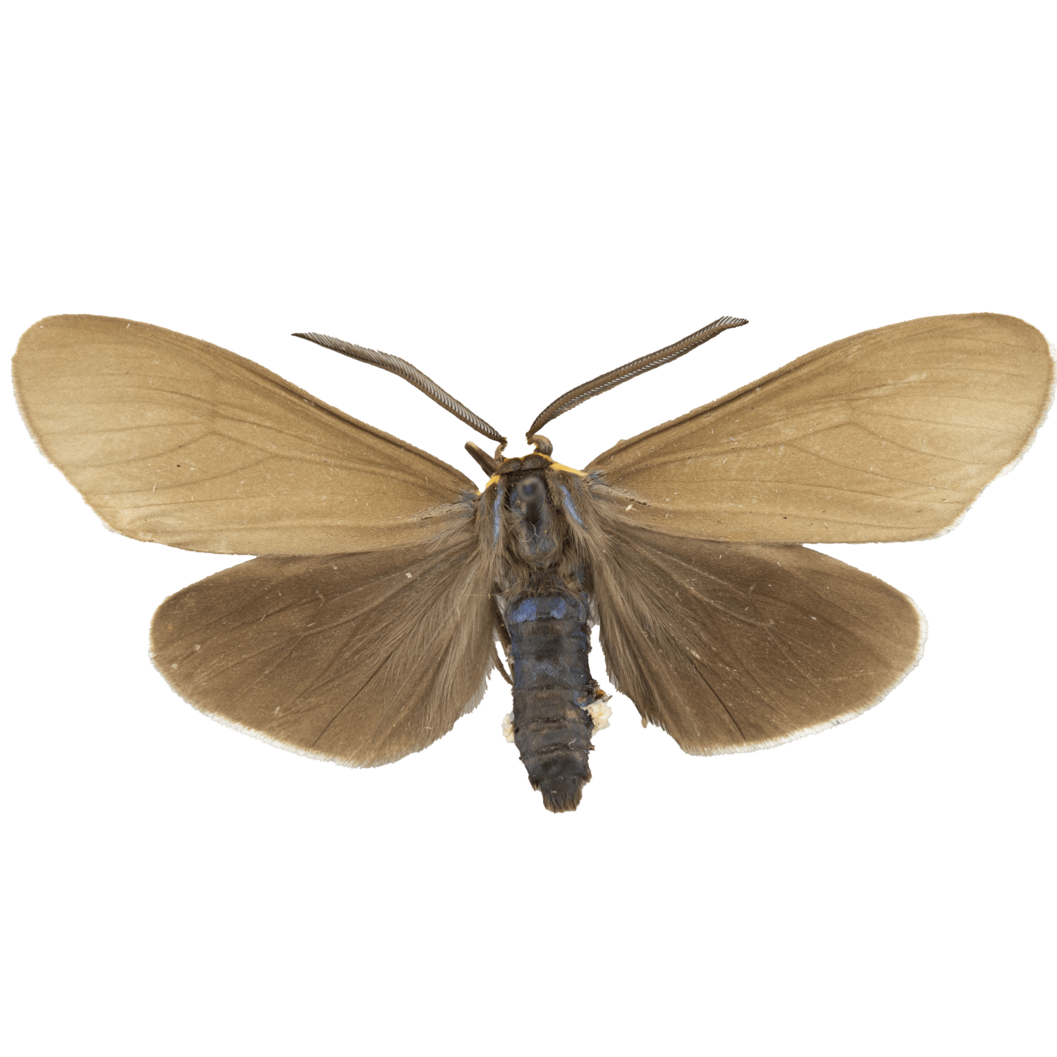 Virginia Ctenucha - The Wisconsin Moths Field Guide