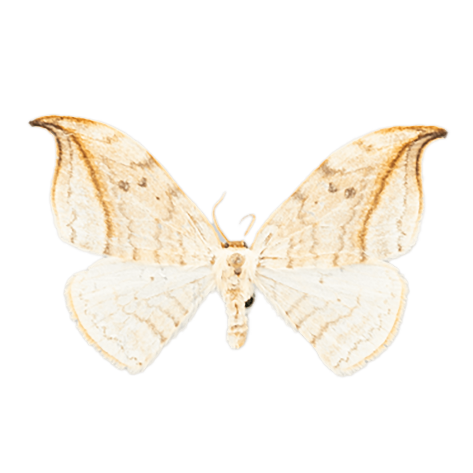 Identify - The Wisconsin Moths Field Guide