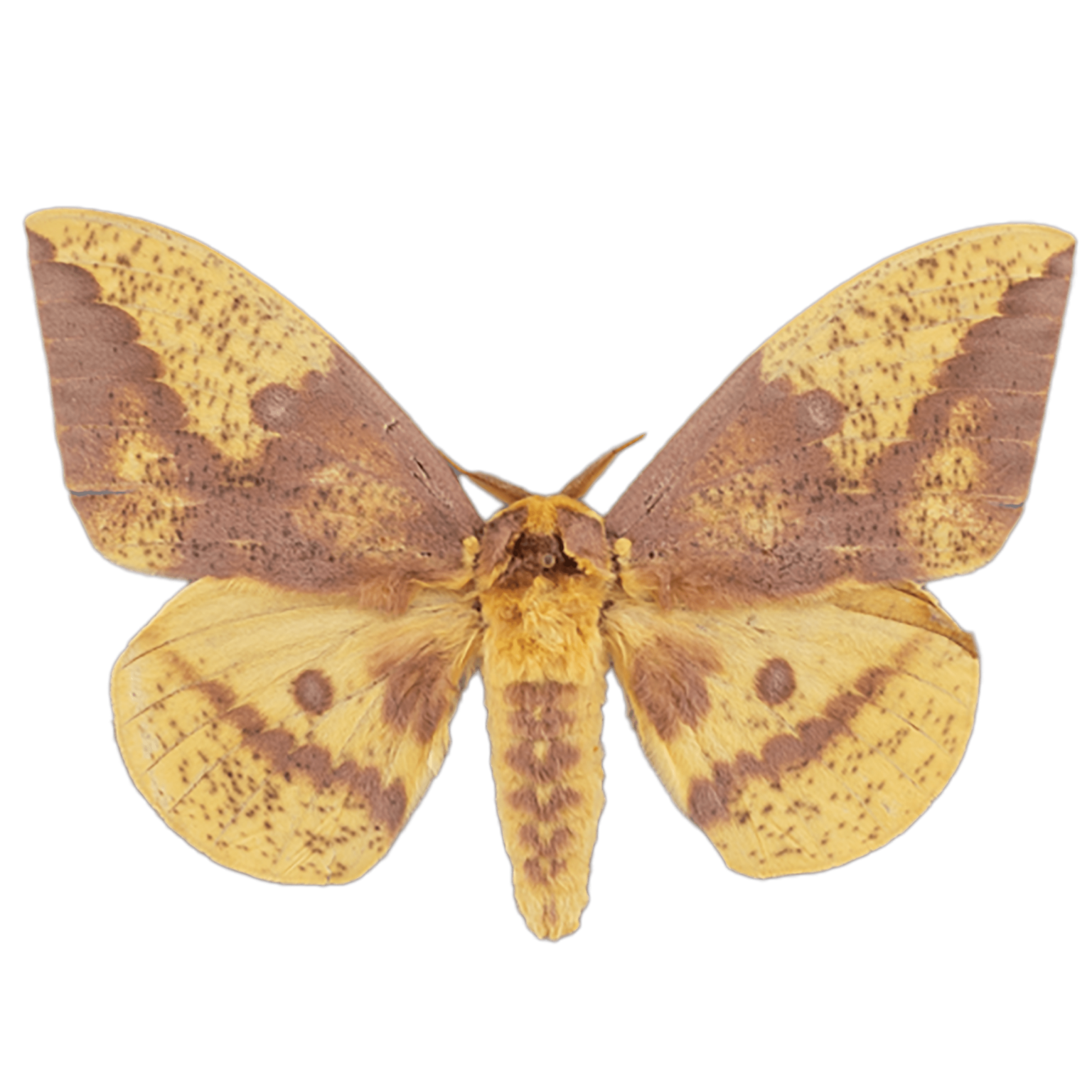 Imperial Moth - The Wisconsin Moths Field Guide