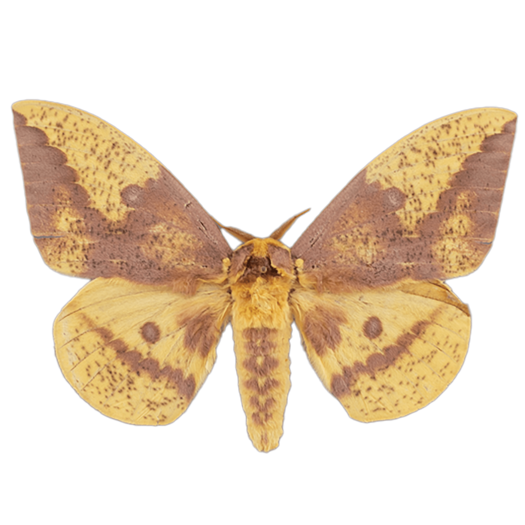 Imperial Moth - The Wisconsin Moths Field Guide