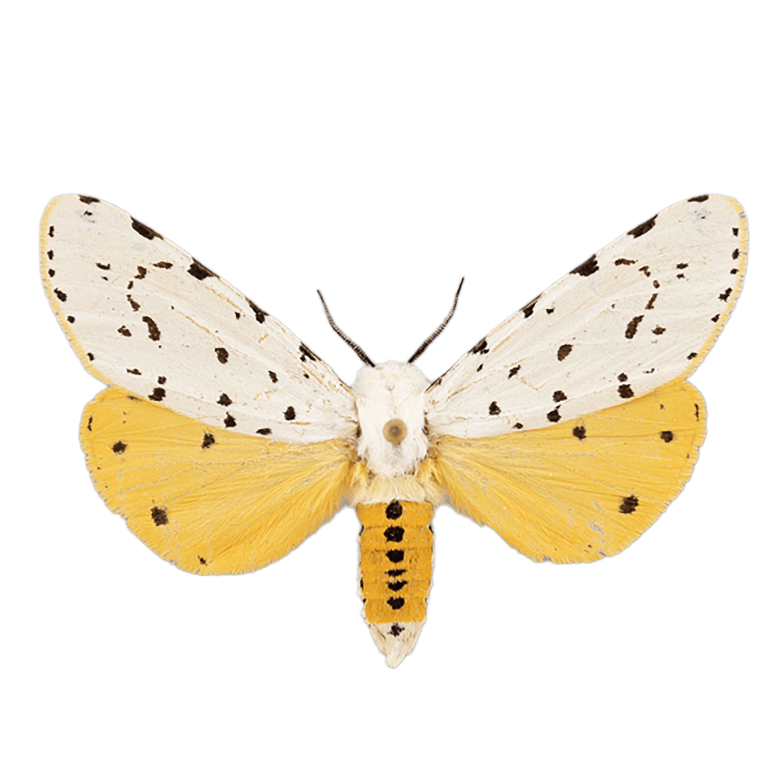 Giant Leopard Moth - The Wisconsin Moths Field Guide