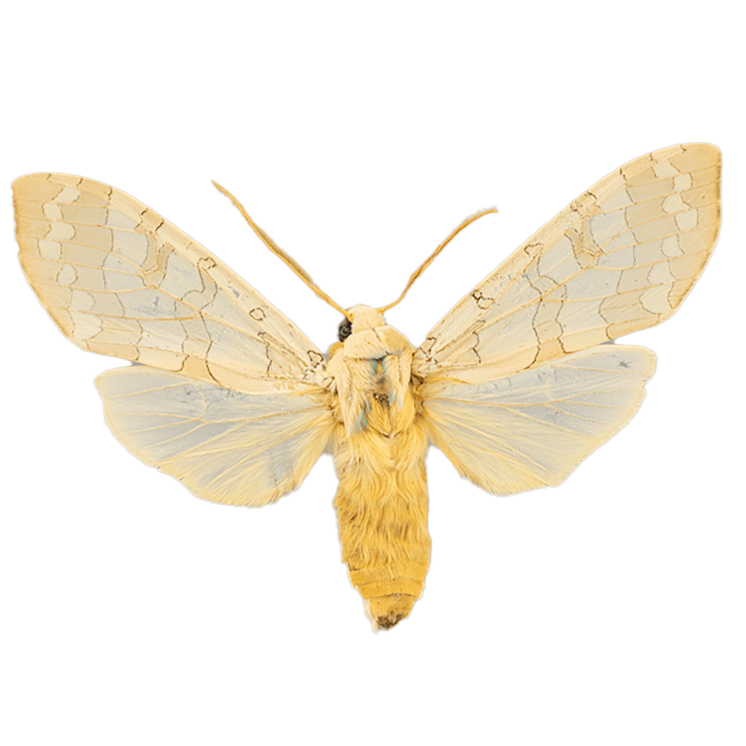 Hickory Tussock Moth - The Wisconsin Moths Field Guide