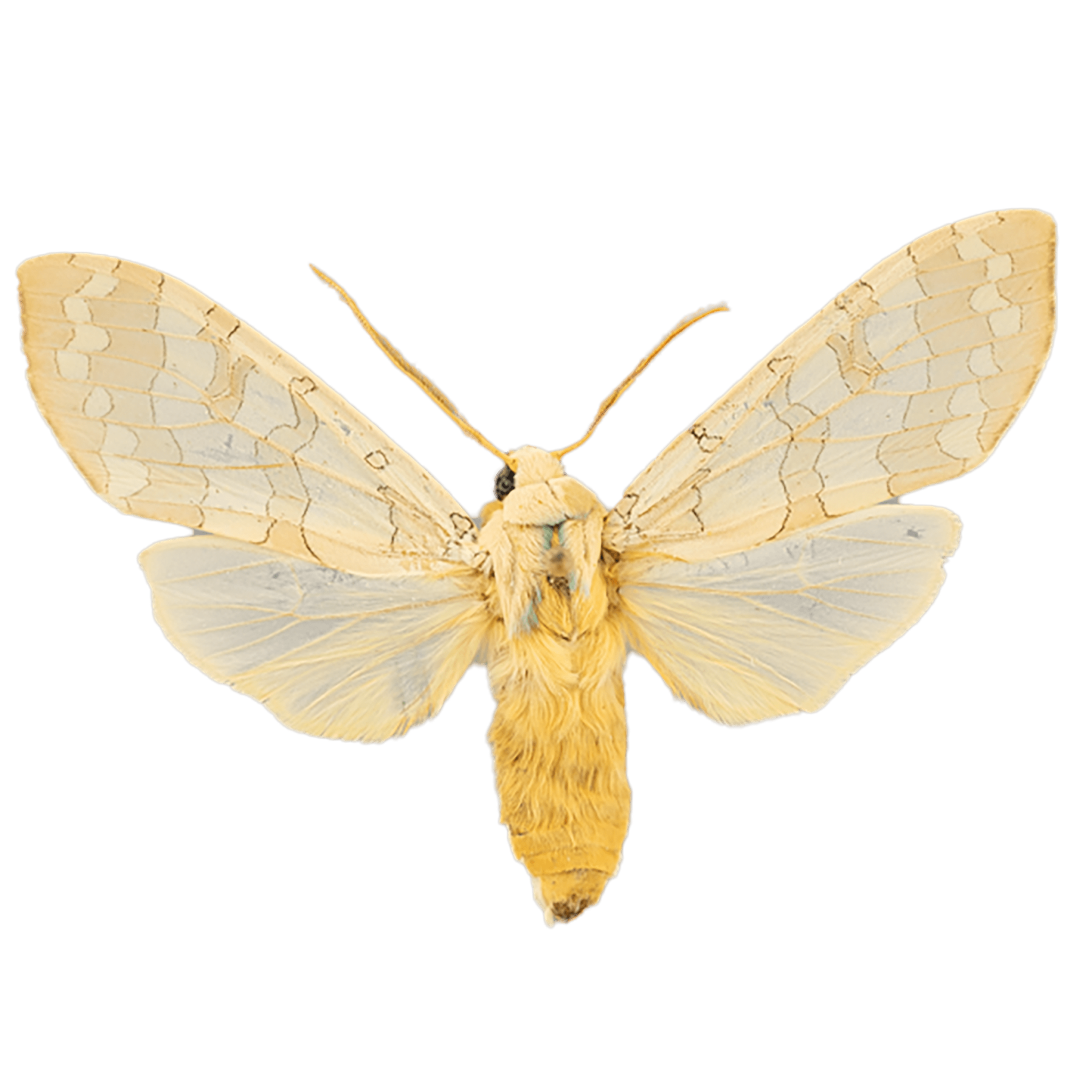 Hickory Tussock Moth - The Wisconsin Moths Field Guide