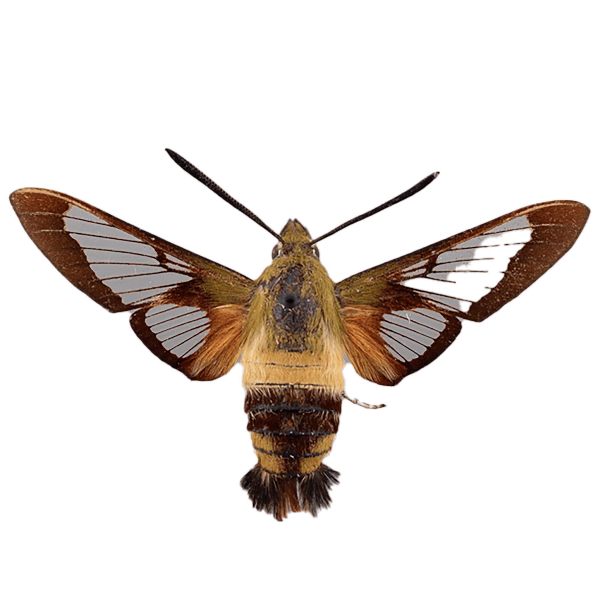 Nessus Sphinx Moth - The Wisconsin Moths Field Guide