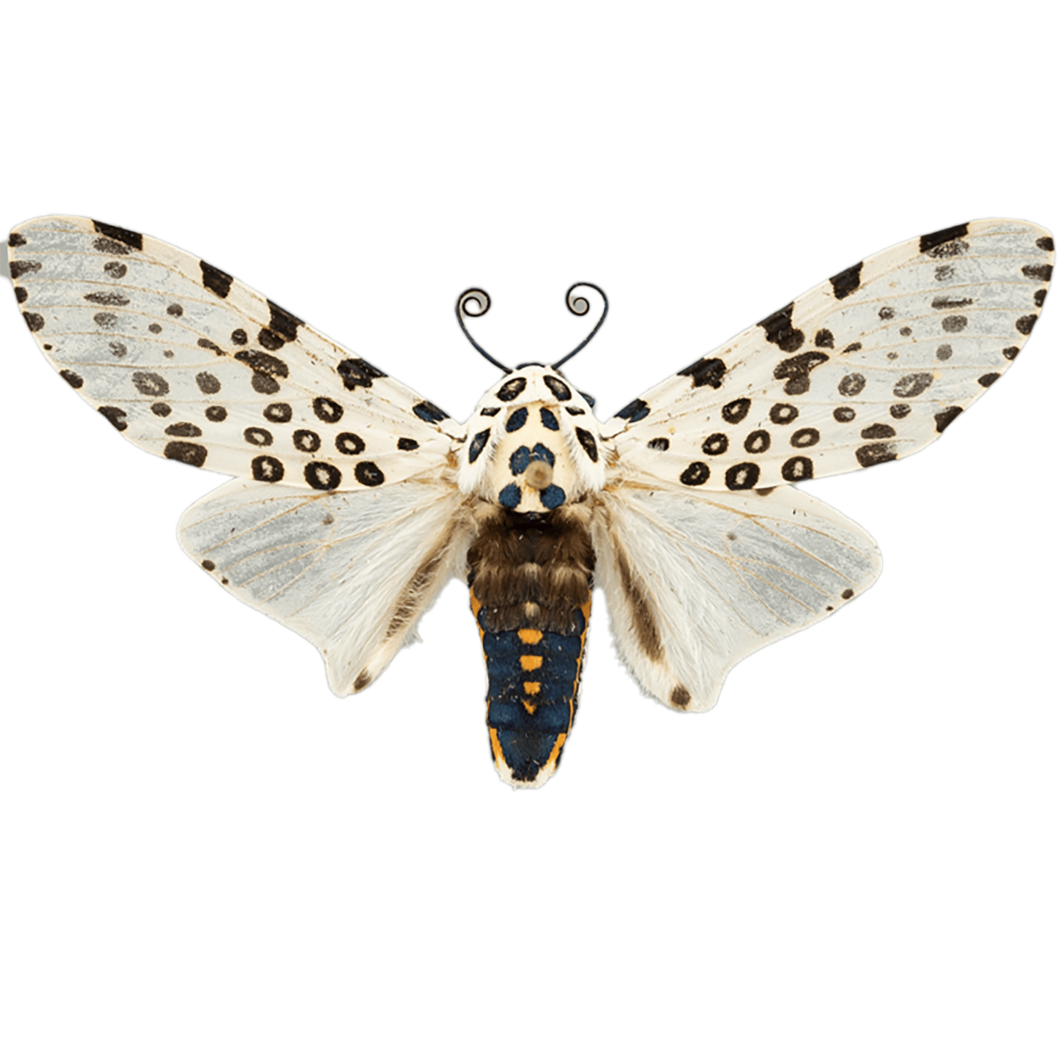Giant Leopard Moth - The Wisconsin Moths Field Guide