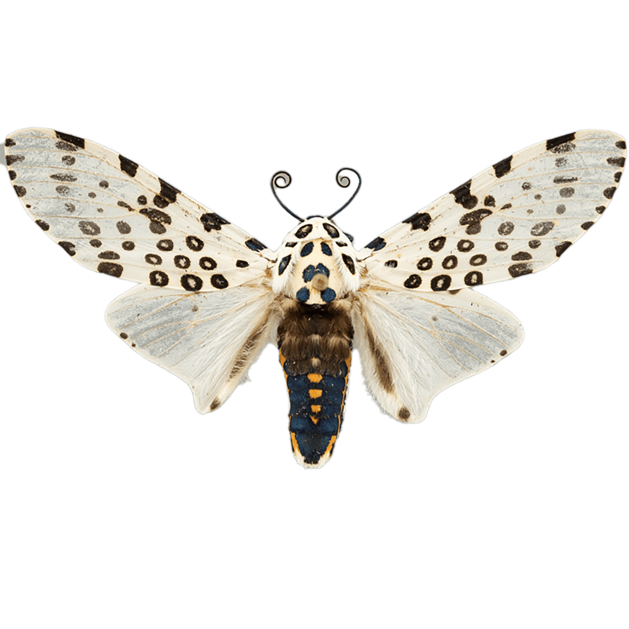 Homepage - The Wisconsin Moths Field Guide