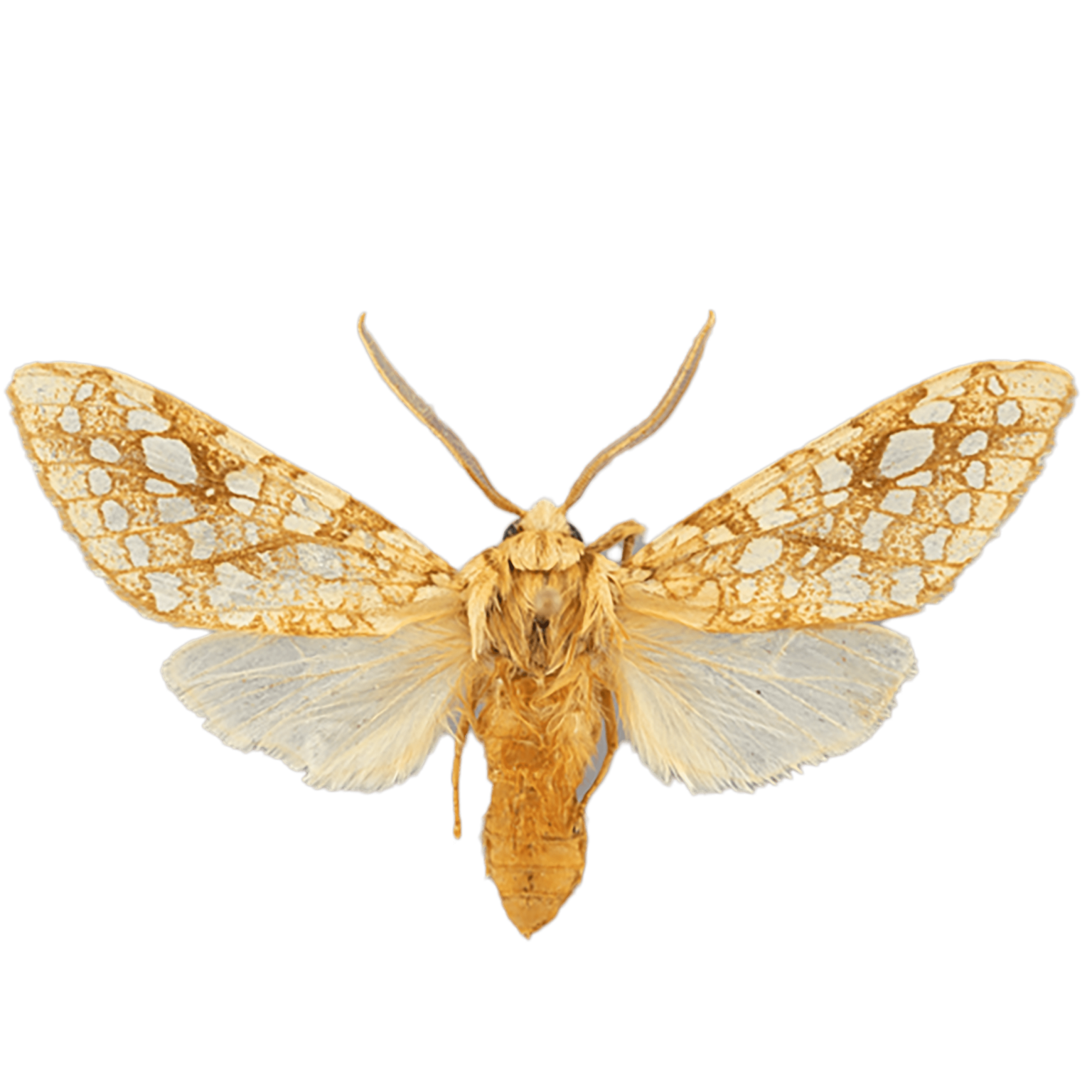 Hickory Tussock Moth - The Wisconsin Moths Field Guide