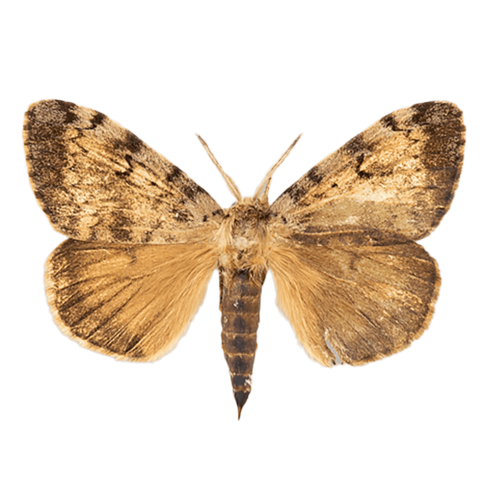 Spongy Moth - The Wisconsin Moths Field Guide