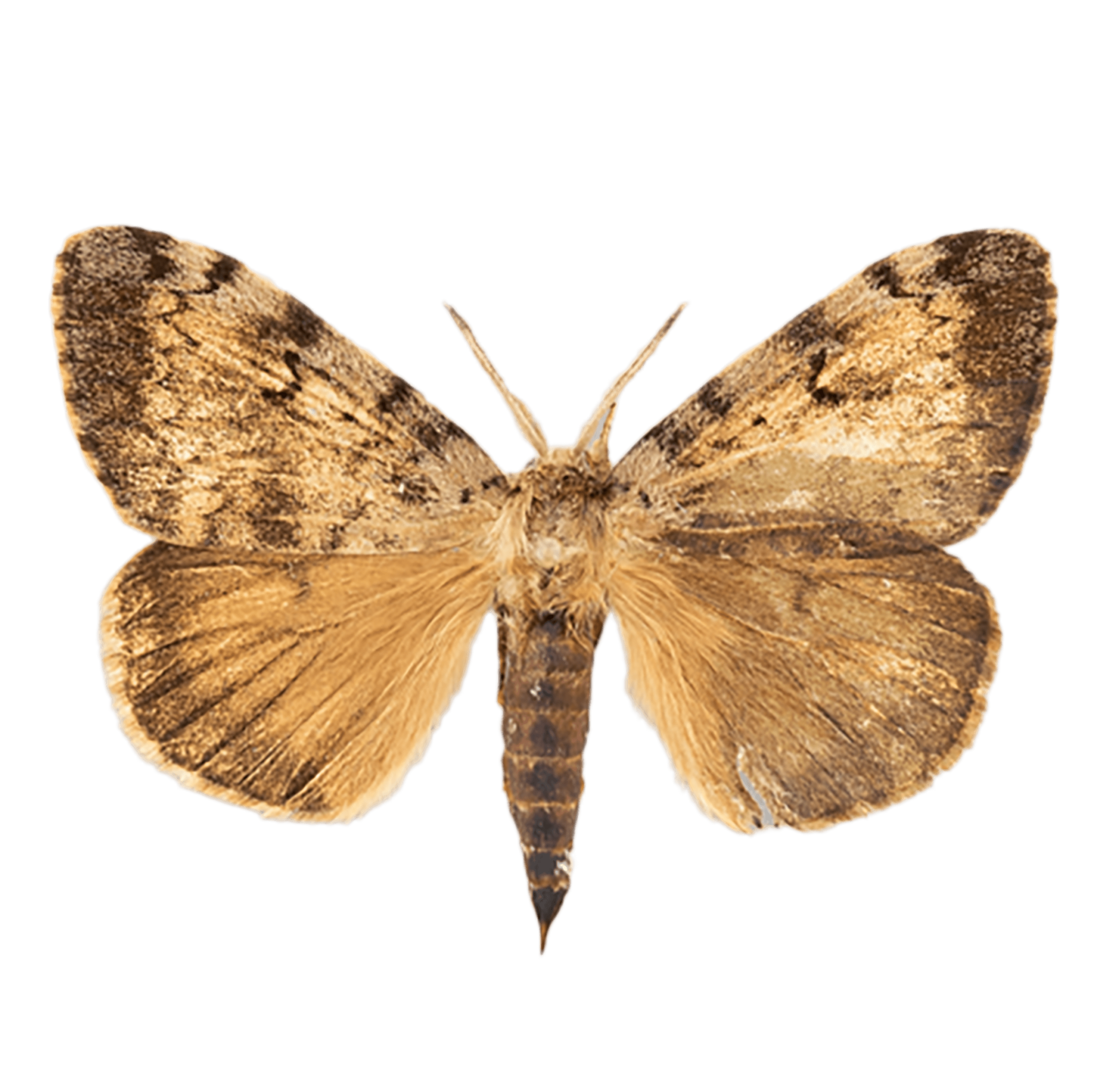 Spongy Moth - The Wisconsin Moths Field Guide