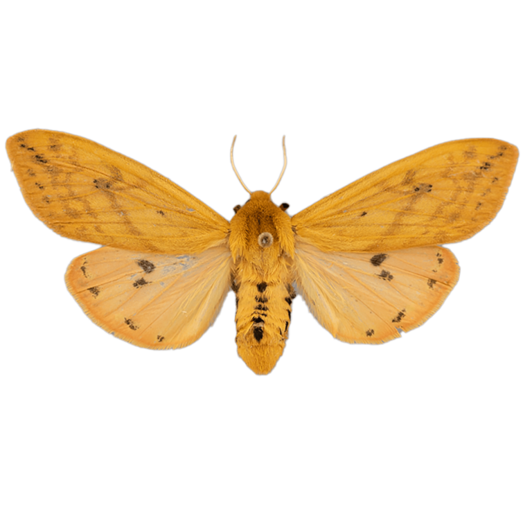 Isabella Tiger Moth - The Wisconsin Moths Field Guide