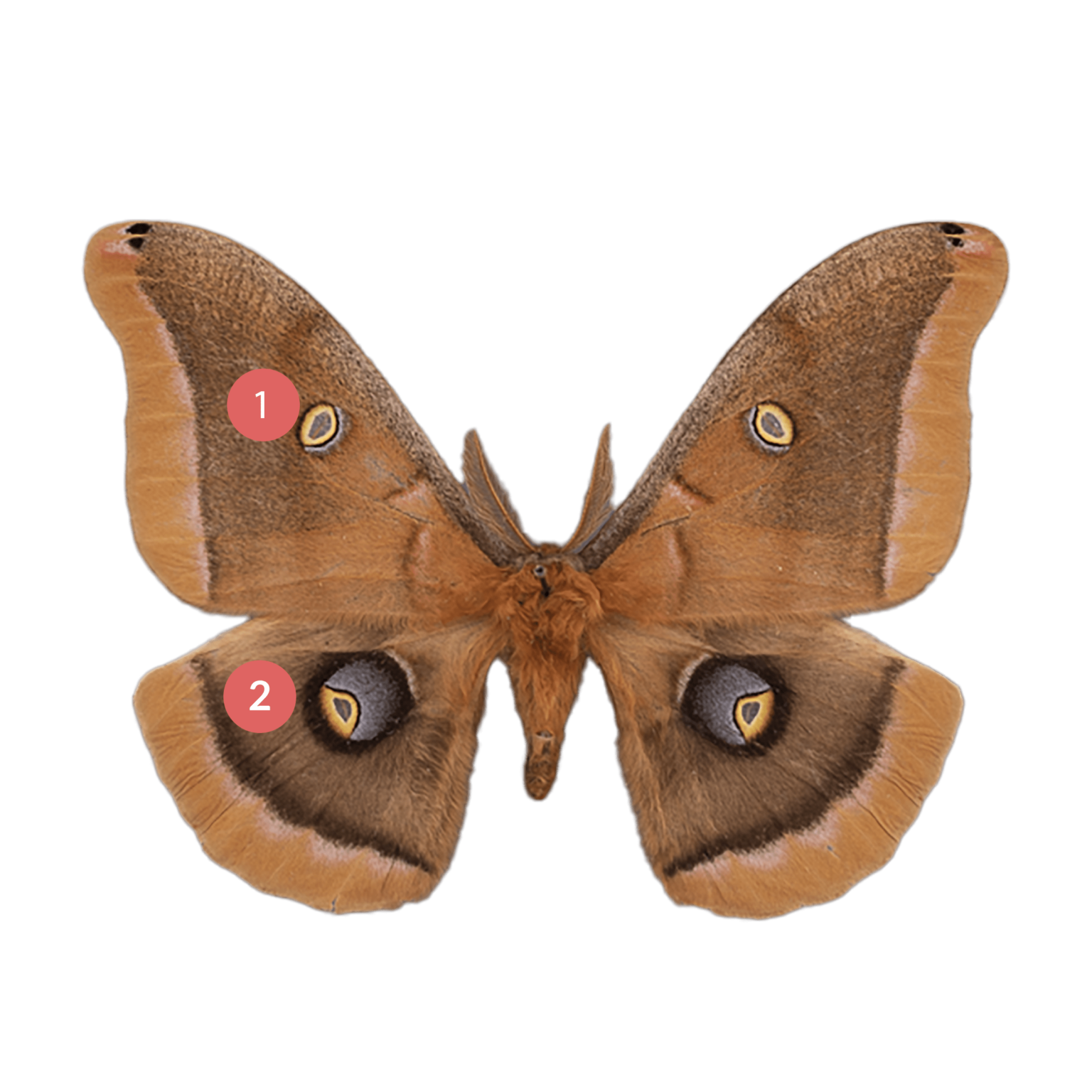 Polyphemus Moth - The Wisconsin Moths Field Guide