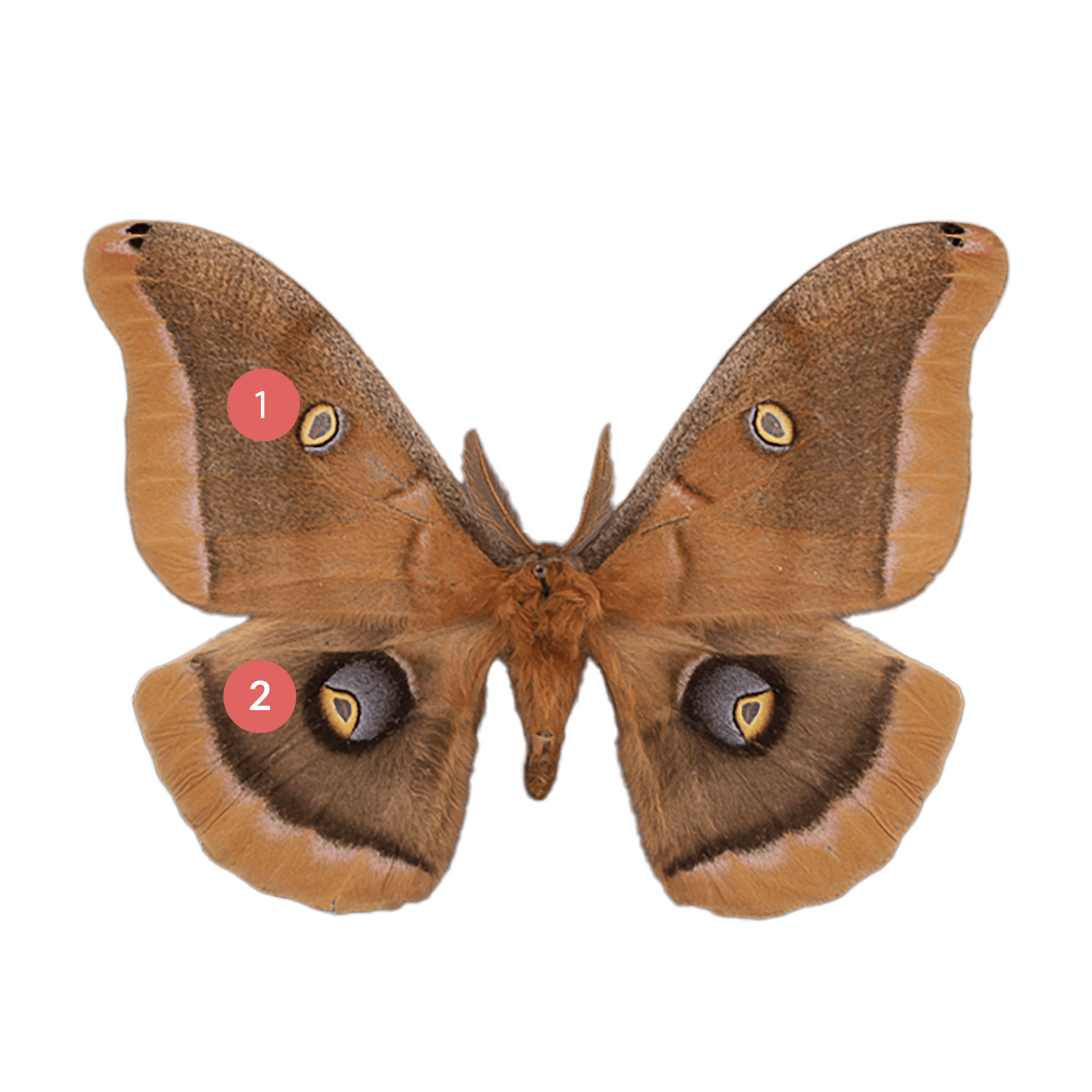 Polyphemus Moth - The Wisconsin Moths Field Guide