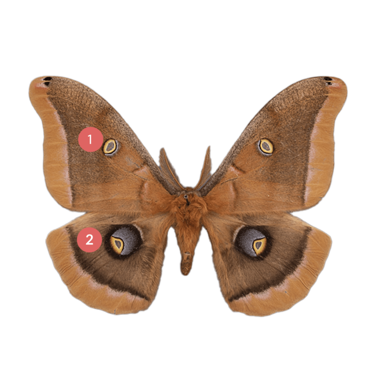 Polyphemus Moth - The Wisconsin Moths Field Guide