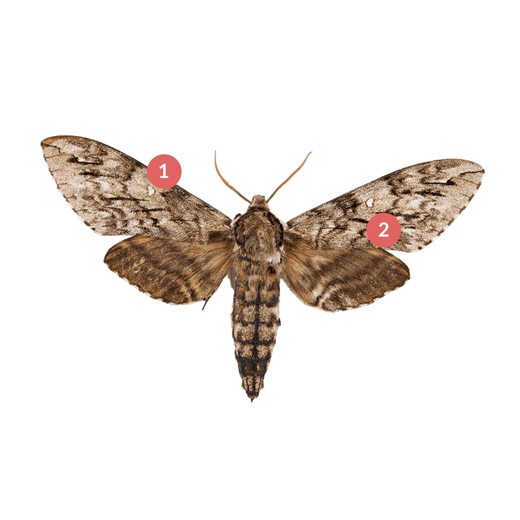 Waved Sphinx Moth - The Wisconsin Moths Field Guide