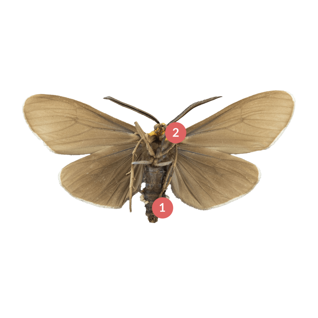 Virginia Ctenucha - The Wisconsin Moths Field Guide