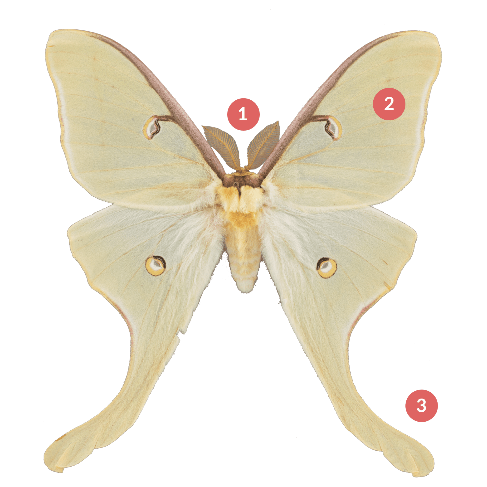 Luna Moth - The Wisconsin Moths Field Guide