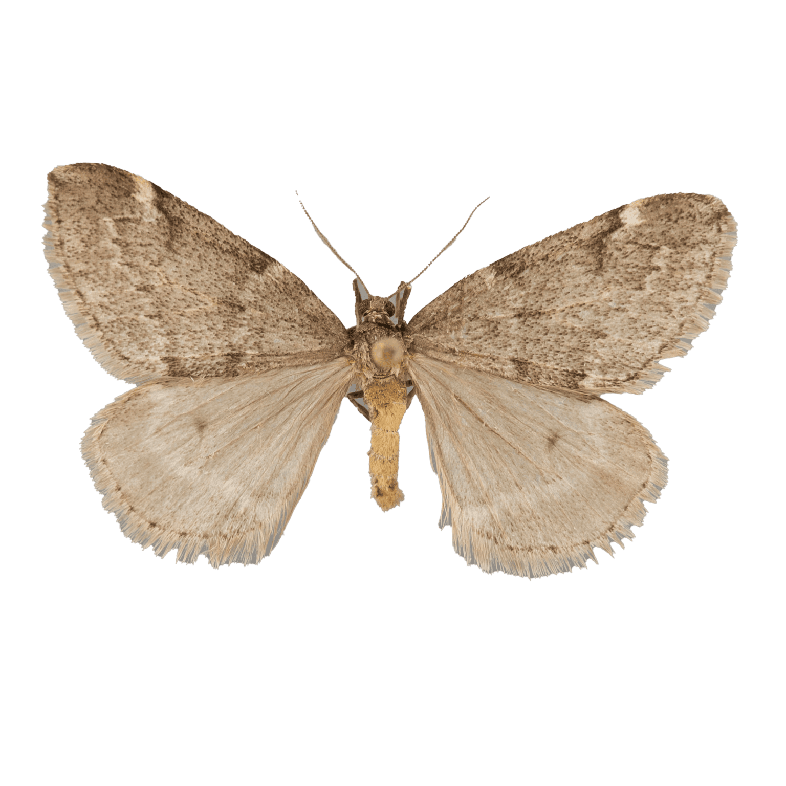 Identify - The Wisconsin Moths Field Guide