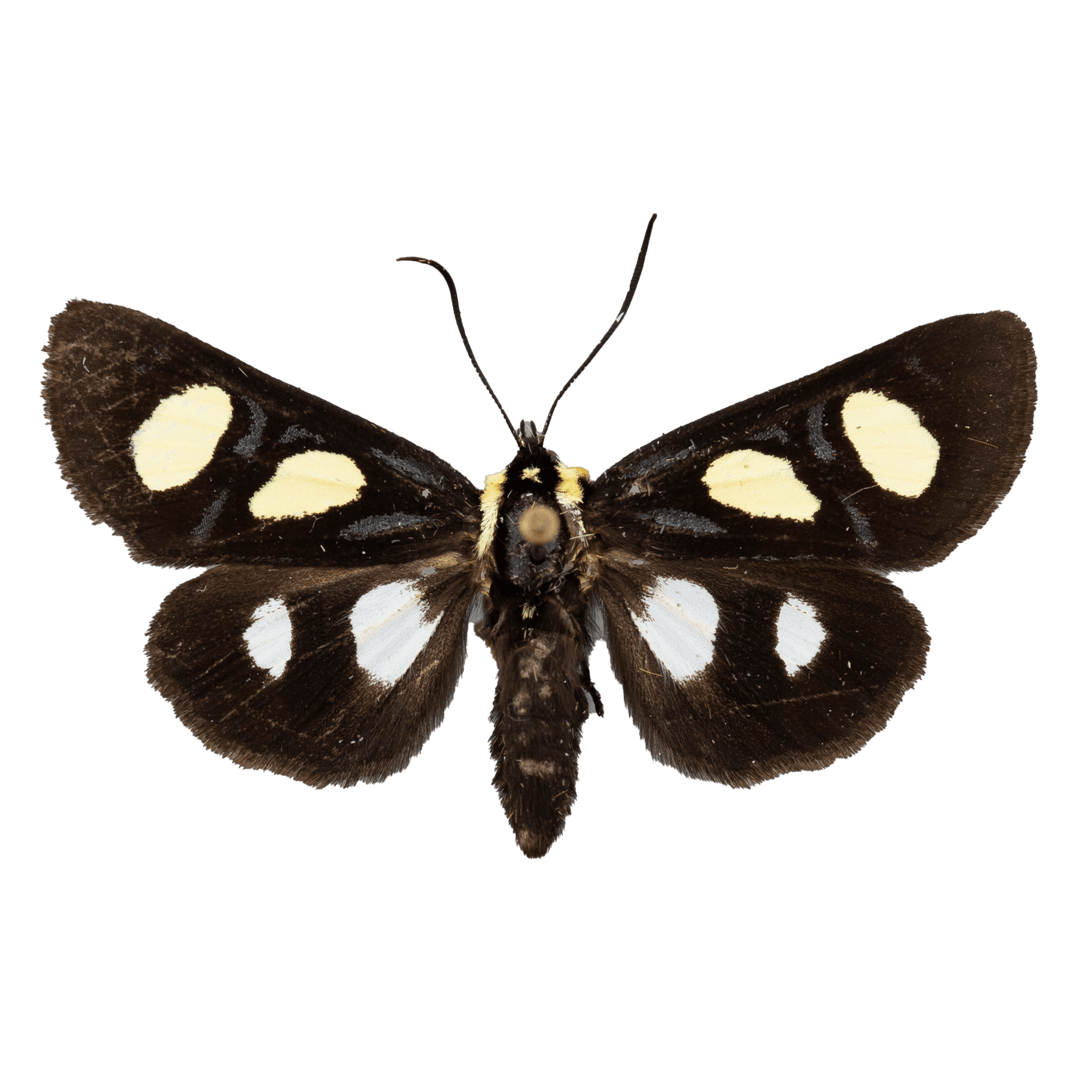 Identify - The Wisconsin Moths Field Guide