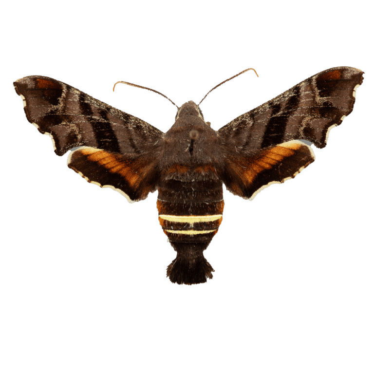 Homepage - The Wisconsin Moths Field Guide