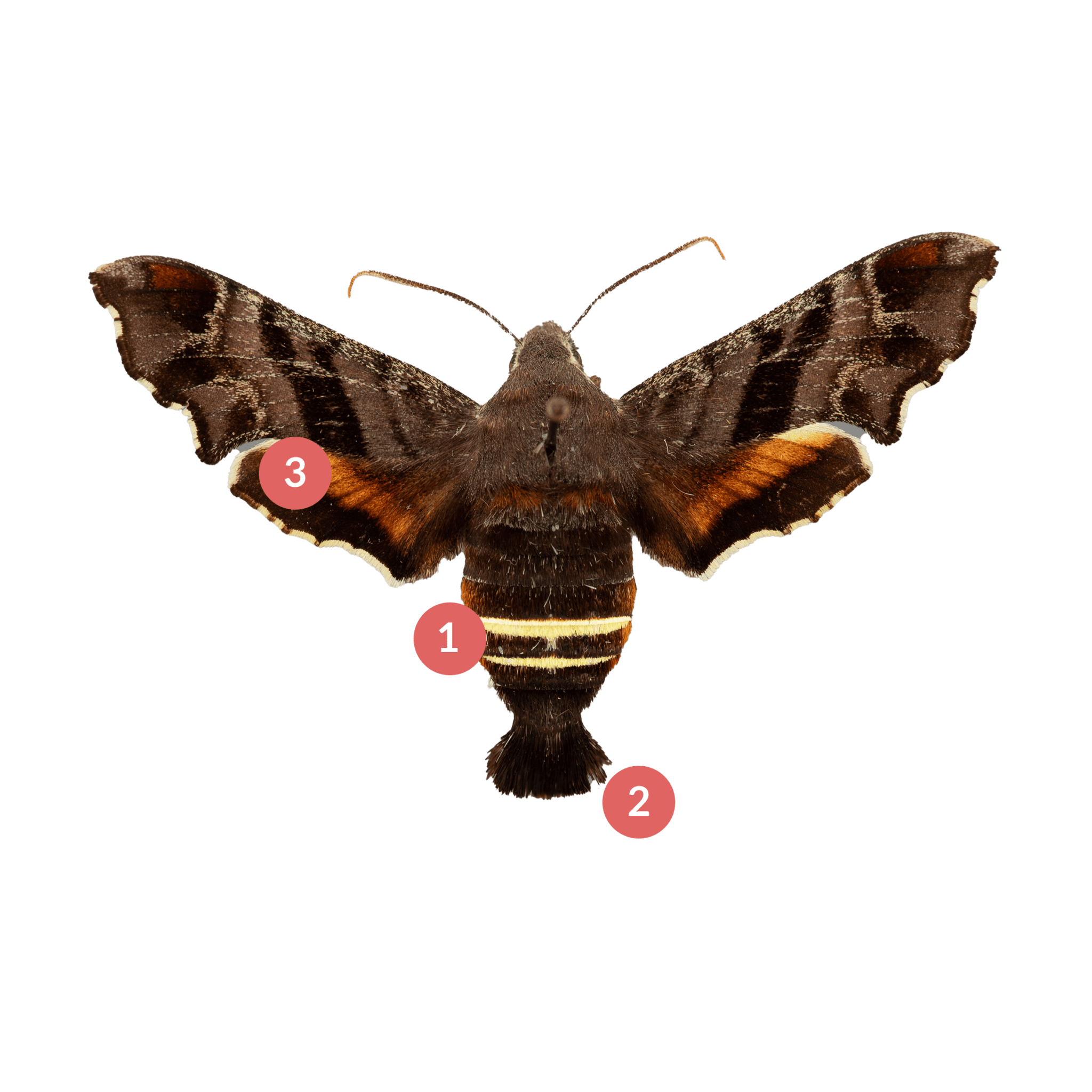 Nessus Sphinx Moth - The Wisconsin Moths Field Guide