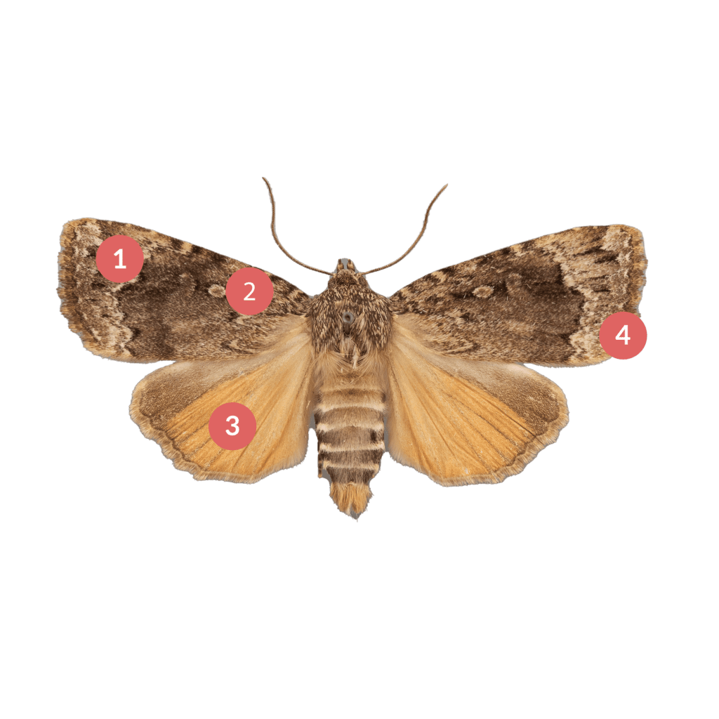 Copper Underwing Moth - The Wisconsin Moths Field Guide