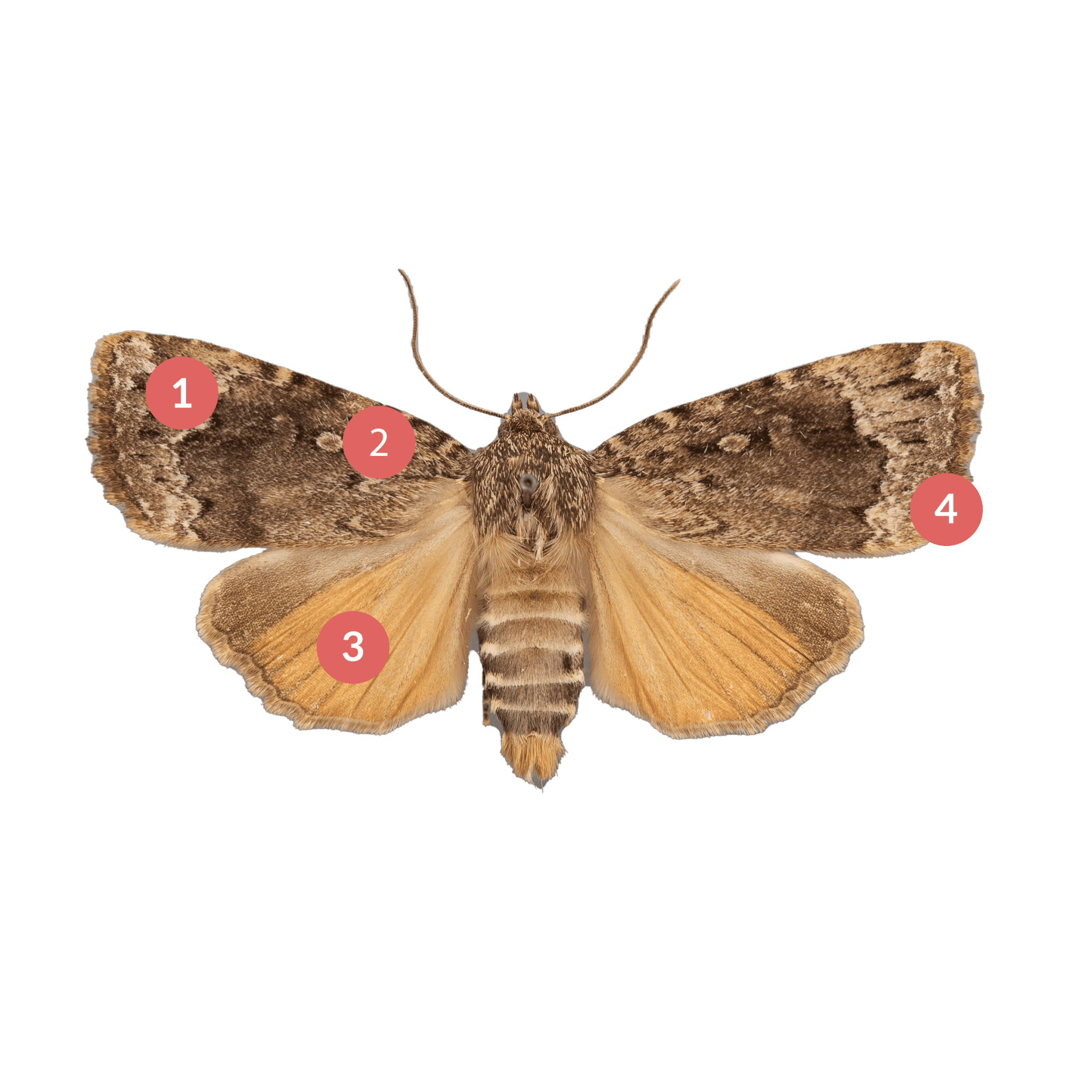 Copper Underwing Moth - The Wisconsin Moths Field Guide