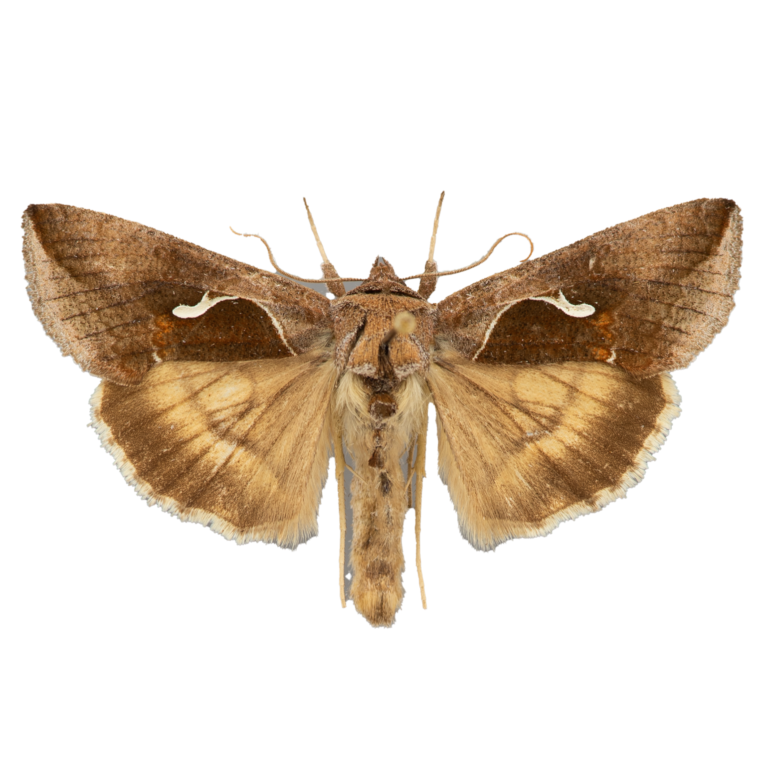 Identify - The Wisconsin Moths Field Guide