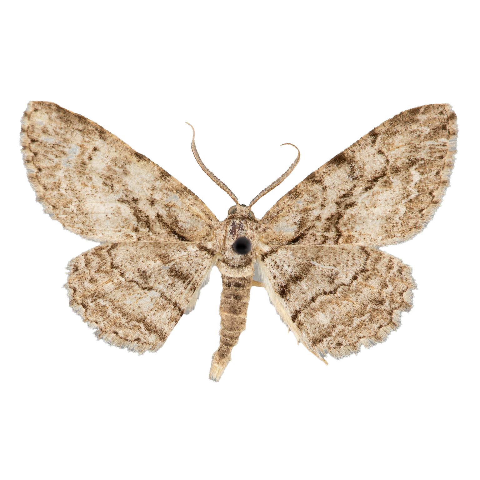 Identify - The Wisconsin Moths Field Guide