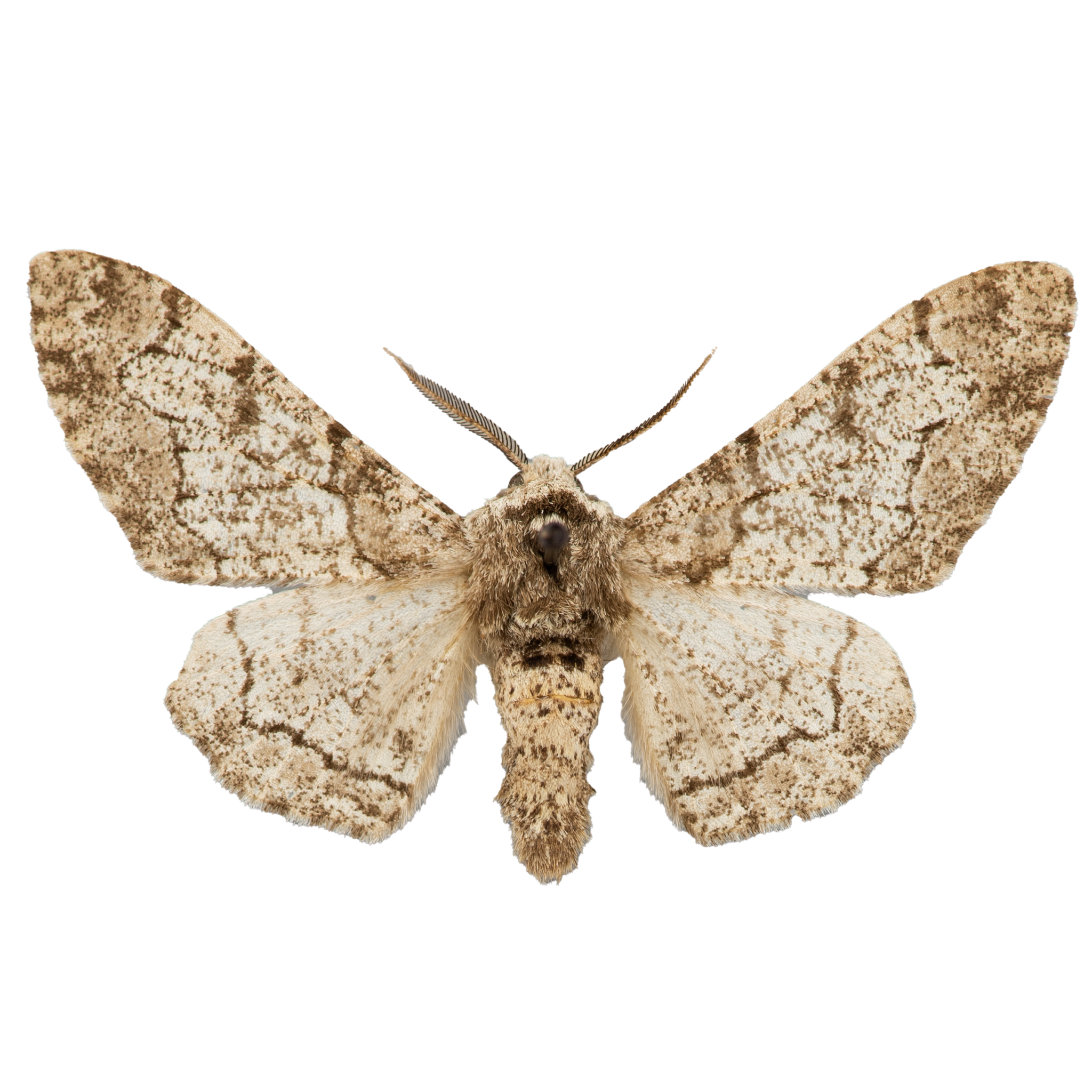 Peppered Moth - The Wisconsin Moths Field Guide