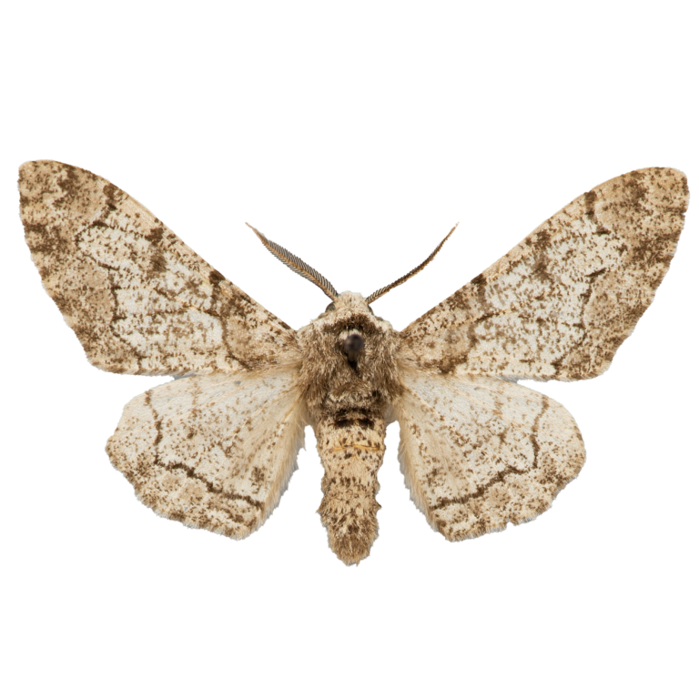 Peppered Moth - The Wisconsin Moths Field Guide