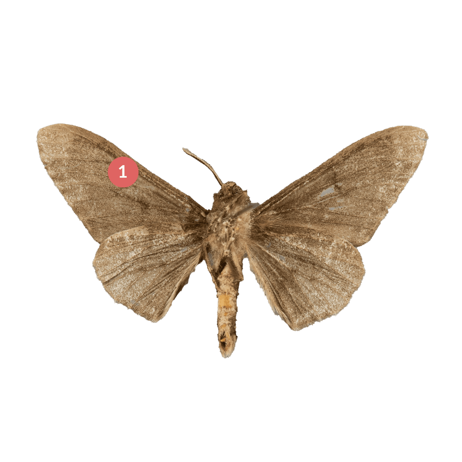 Peppered Moth - The Wisconsin Moths Field Guide