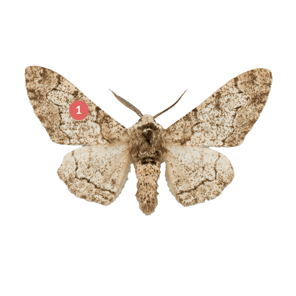Peppered Moth - The Wisconsin Moths Field Guide
