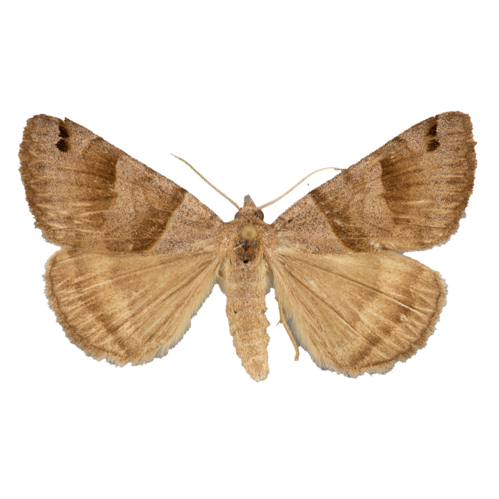 Identify The Wisconsin Moths Field Guide Identify The Wisconsin Moths Field Guide