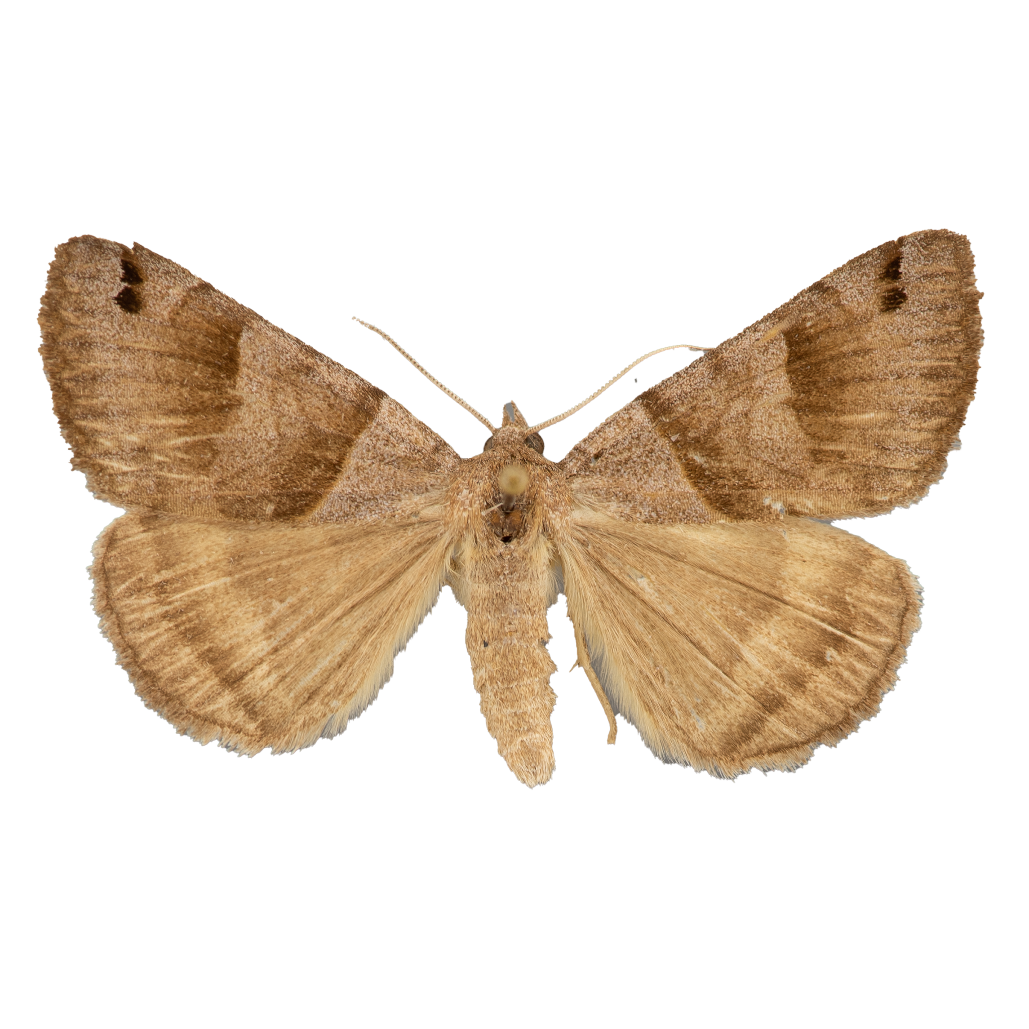 Identify - The Wisconsin Moths Field Guide