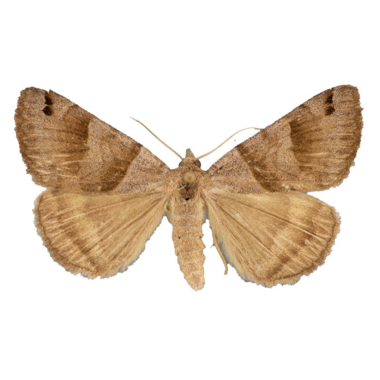 Identify - The Wisconsin Moths Field Guide