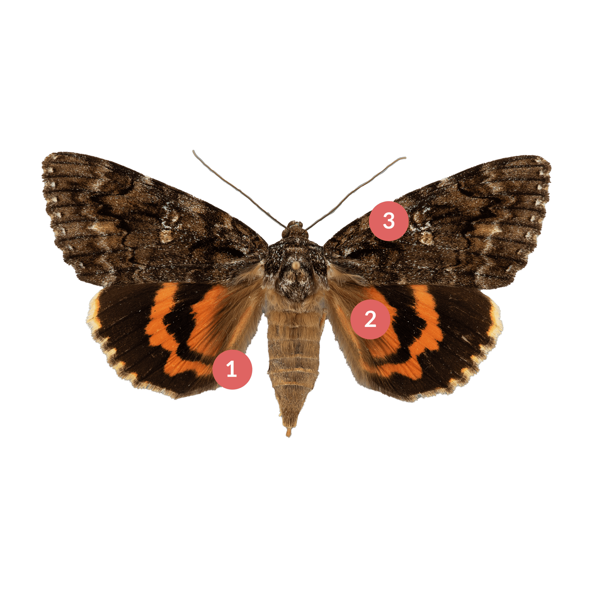 Ilia Underwing - The Wisconsin Moths Field Guide