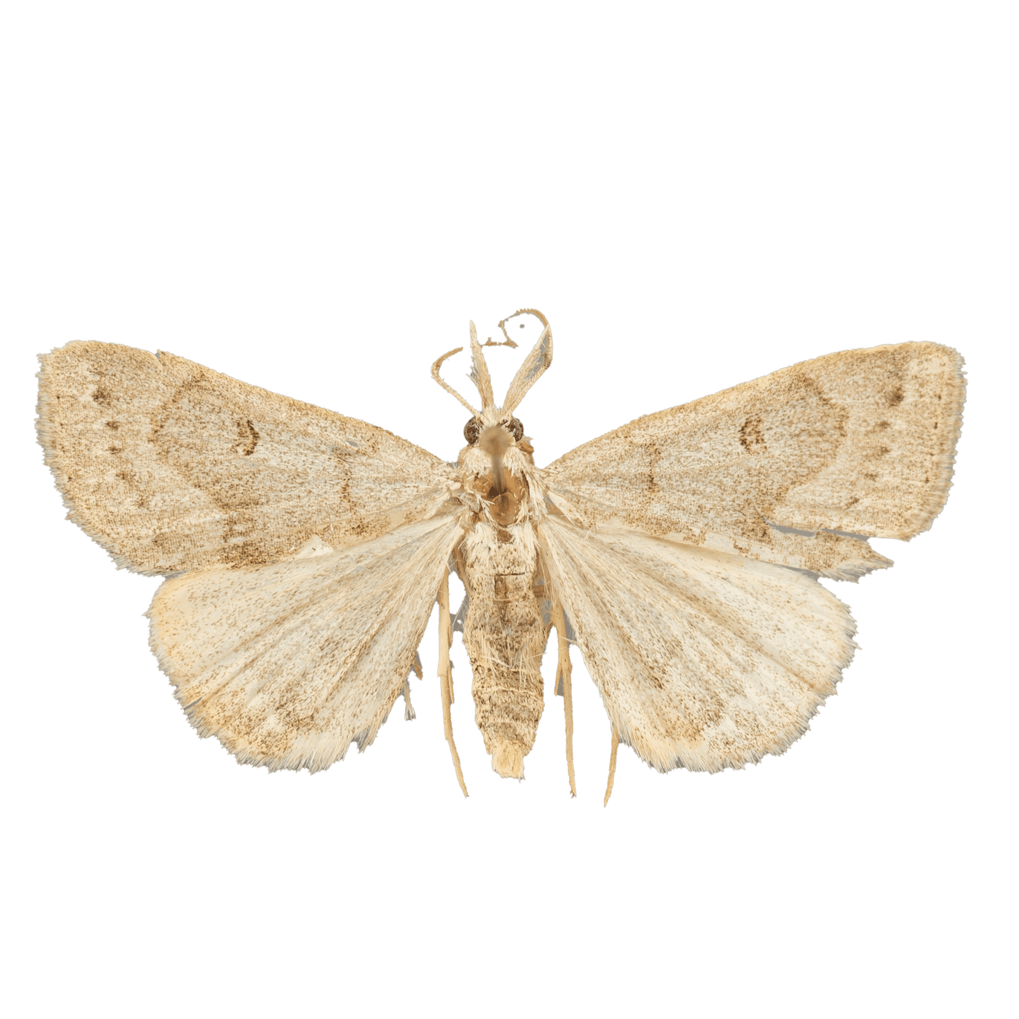 Morbid Owlet Moth - The Wisconsin Moths Field Guide