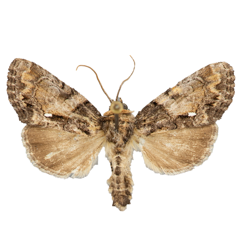 Identify - The Wisconsin Moths Field Guide