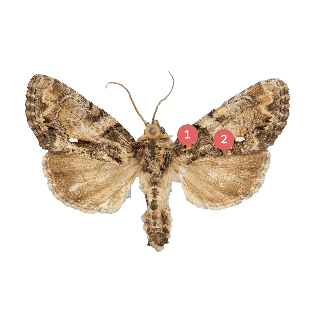 Cloaked Marvel Moth - The Wisconsin Moths Field Guide