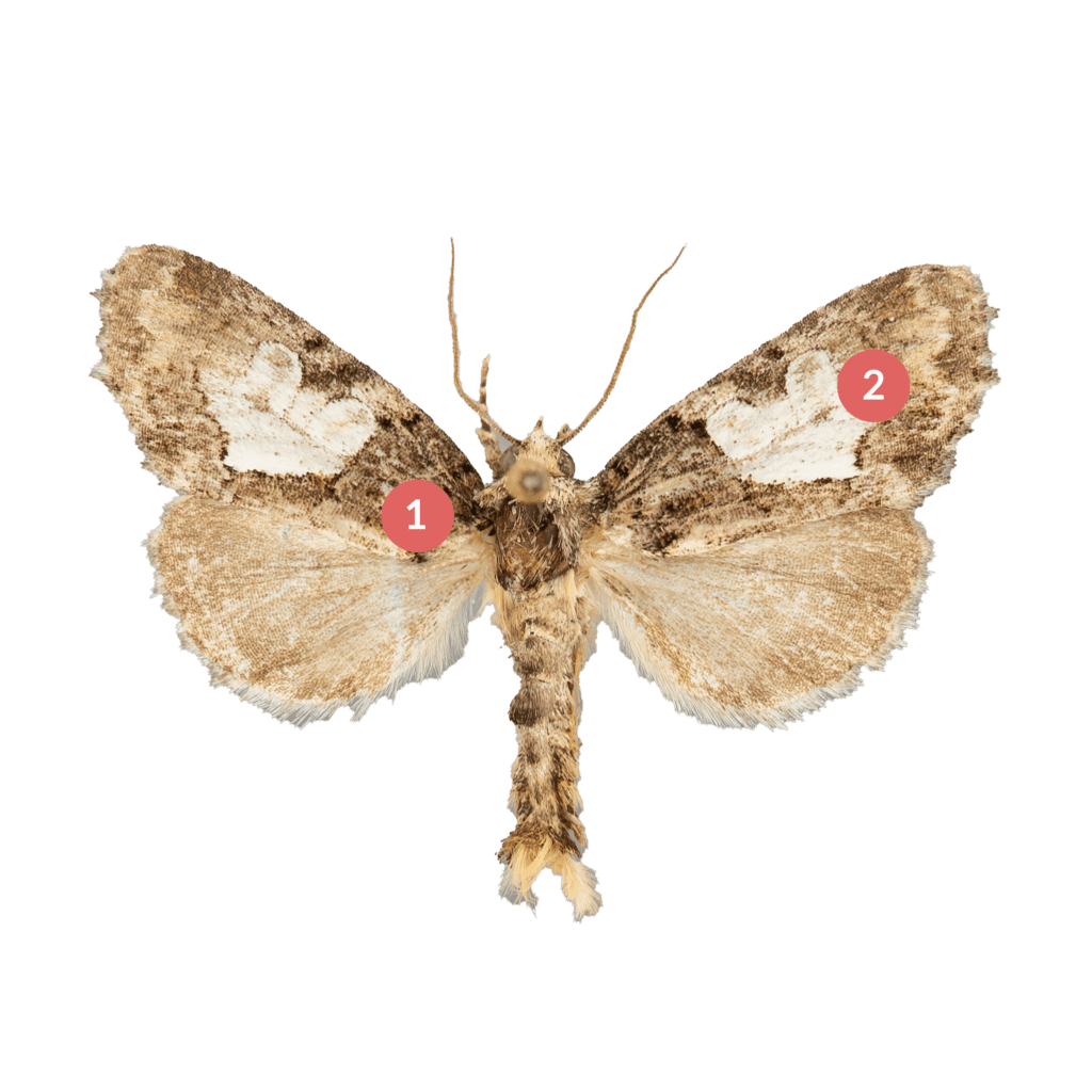 Cloaked Marvel Moth - The Wisconsin Moths Field Guide