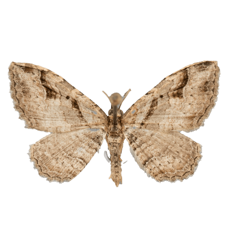 Homepage - The Wisconsin Moths Field Guide