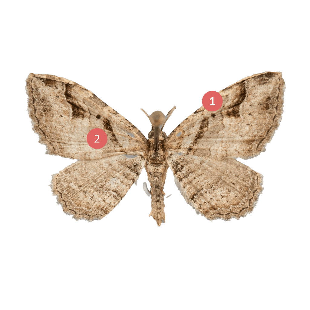 Bent-line Carpet Moth - The Wisconsin Moths Field Guide