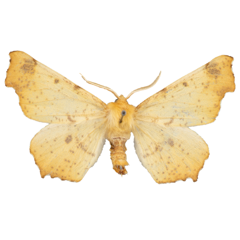 Large Maple Spanworm Moth - The Wisconsin Moths Field Guide