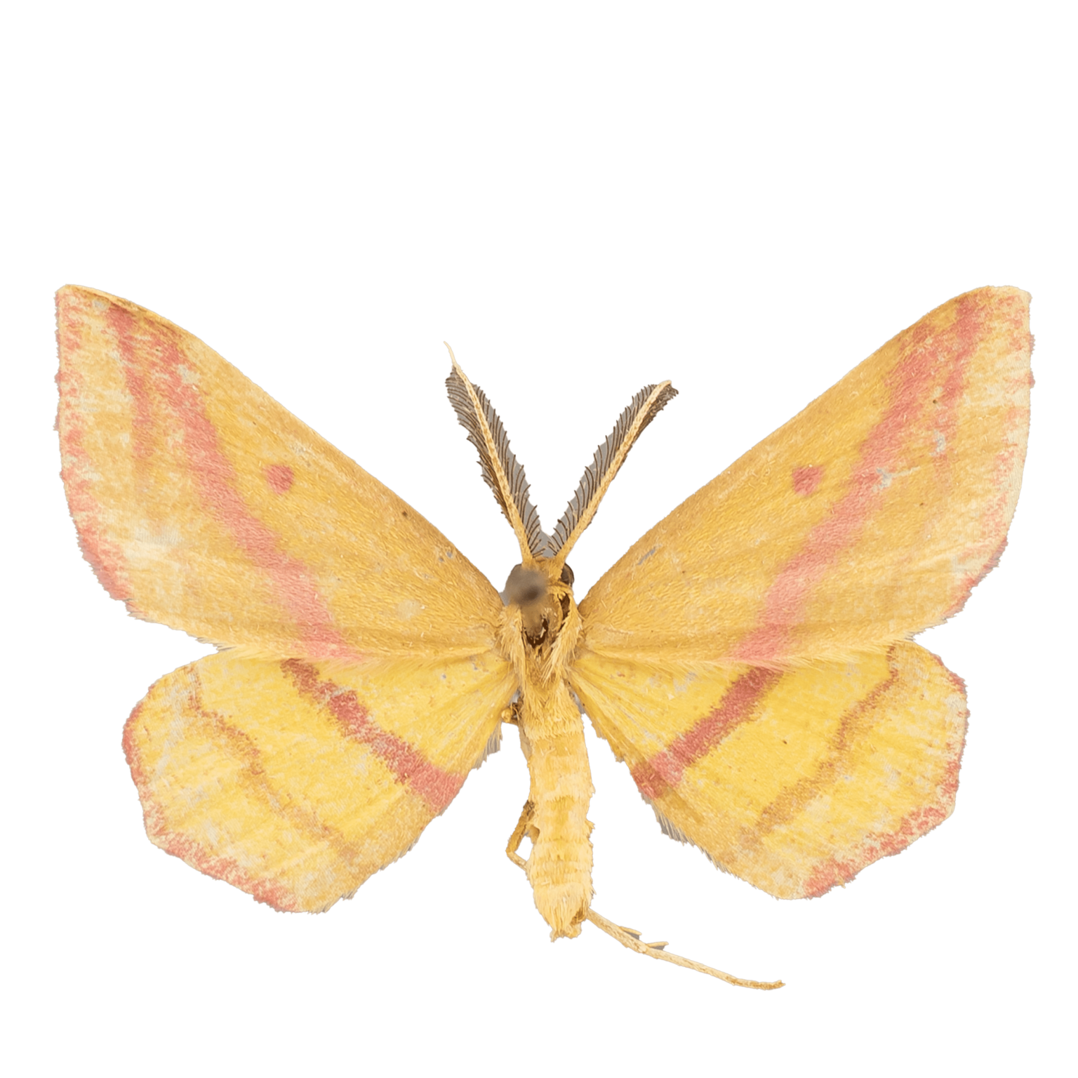 Imperial Moth - The Wisconsin Moths Field Guide