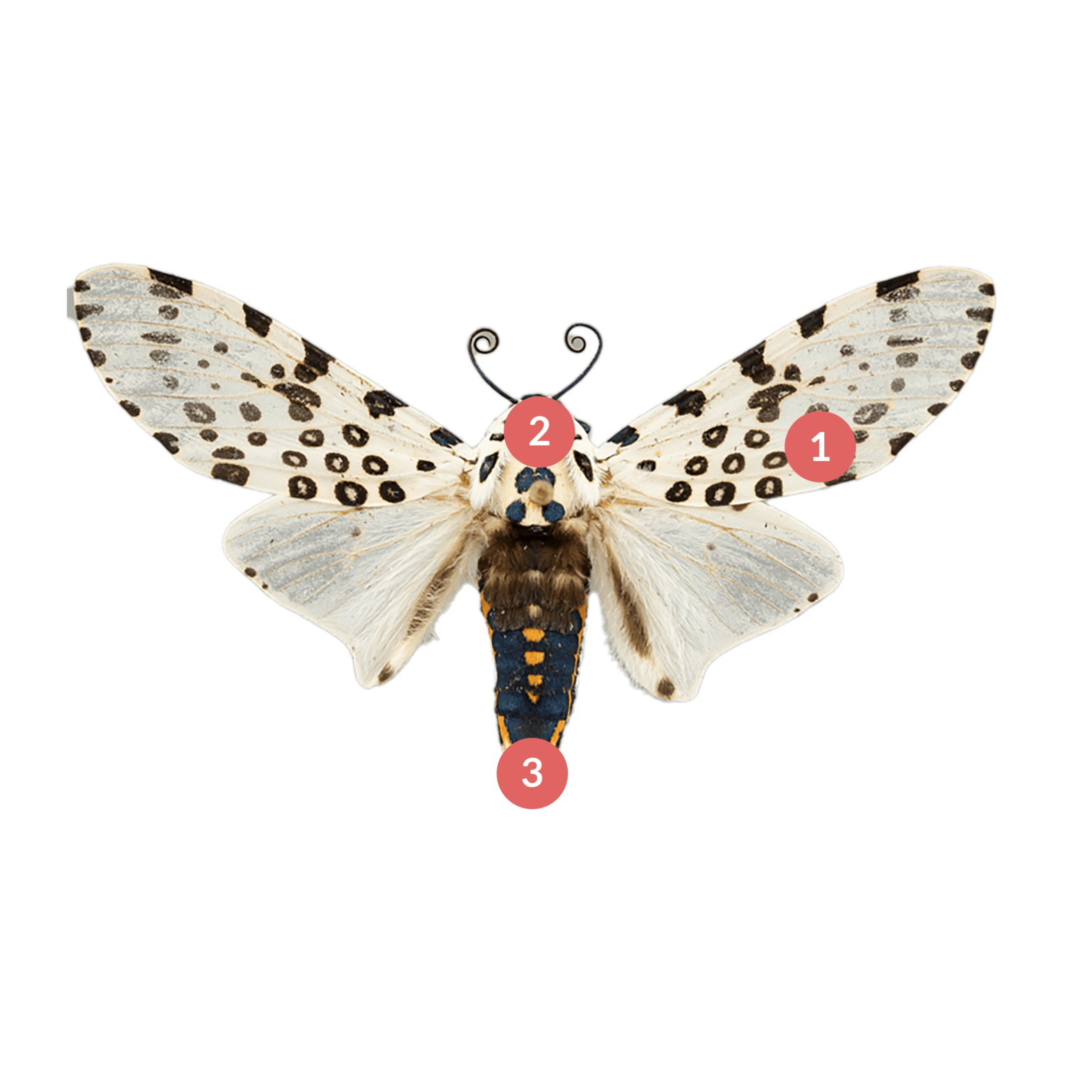 Giant Leopard Moth - The Wisconsin Moths Field Guide