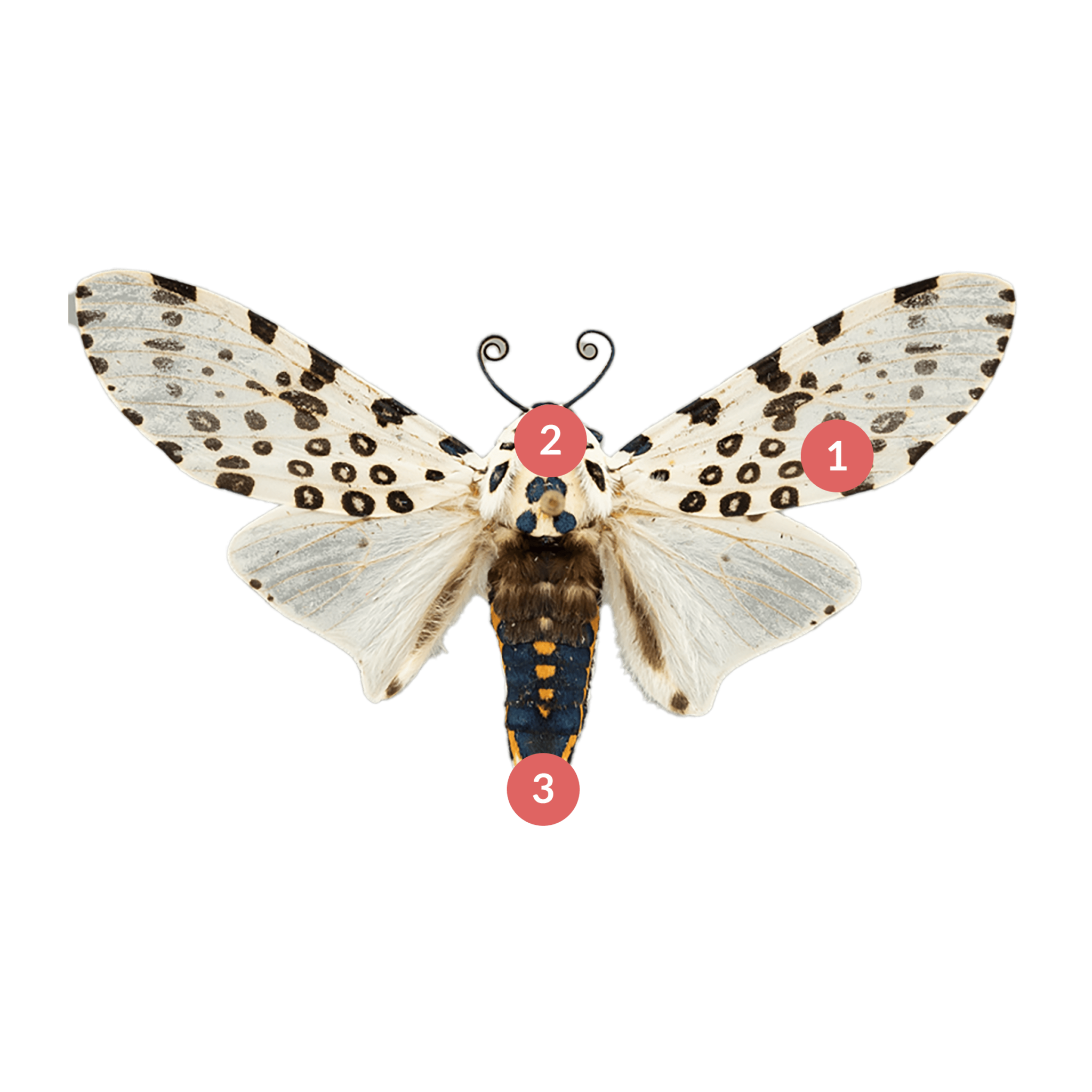 Giant Leopard Moth - The Wisconsin Moths Field Guide